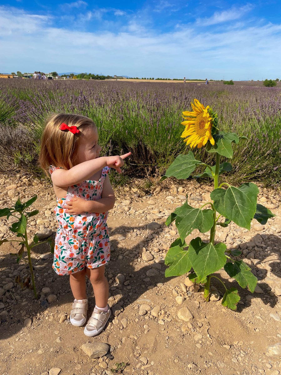 Your Ultimate Guide to Lavender Season in Provence – Erika & Mark